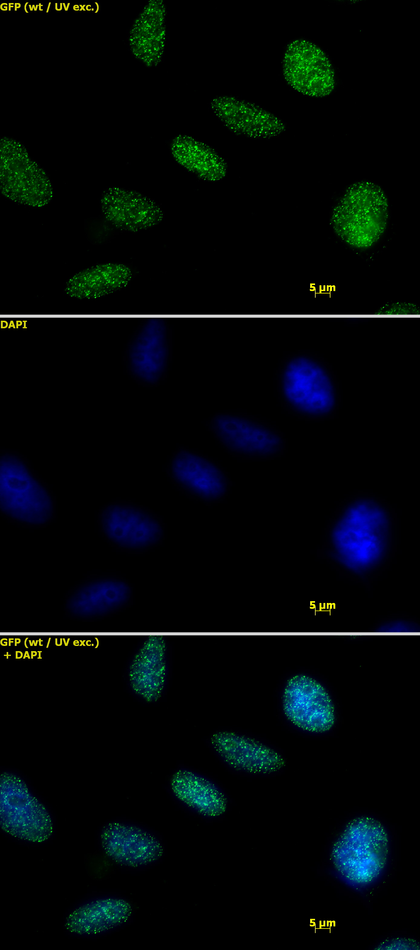Histone H1 Antibody Pab United Bio Research