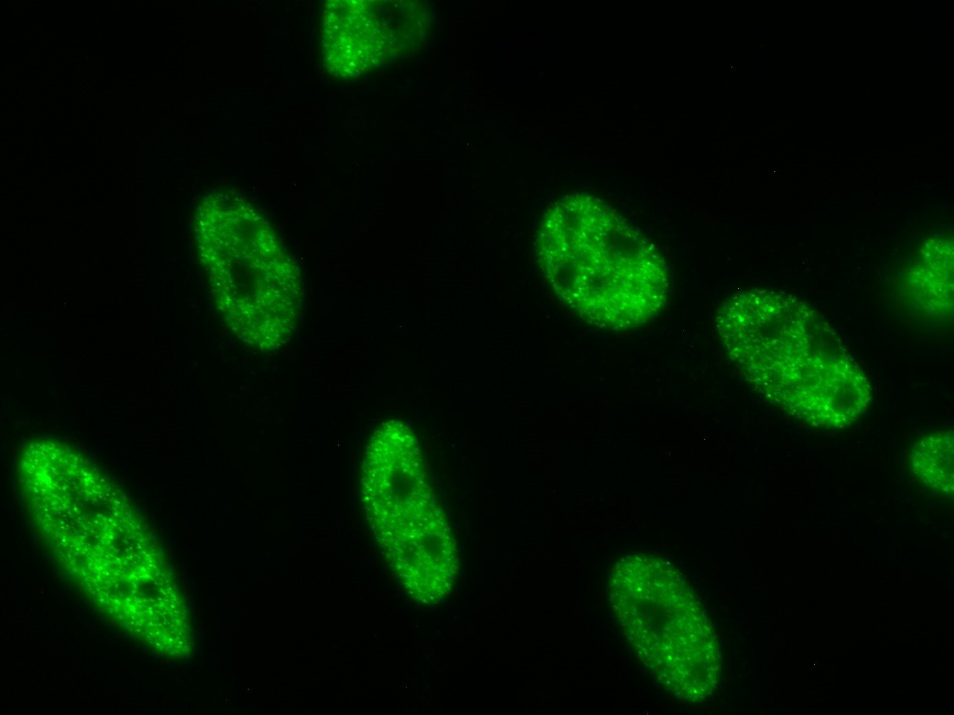 AbFlex® RNA pol II CTD phosph-Ser5 antibody: ChIP, WB, IF AbFlex® RNA pol II CTD phosph-Ser5 antibody: ChIP, WB, IF