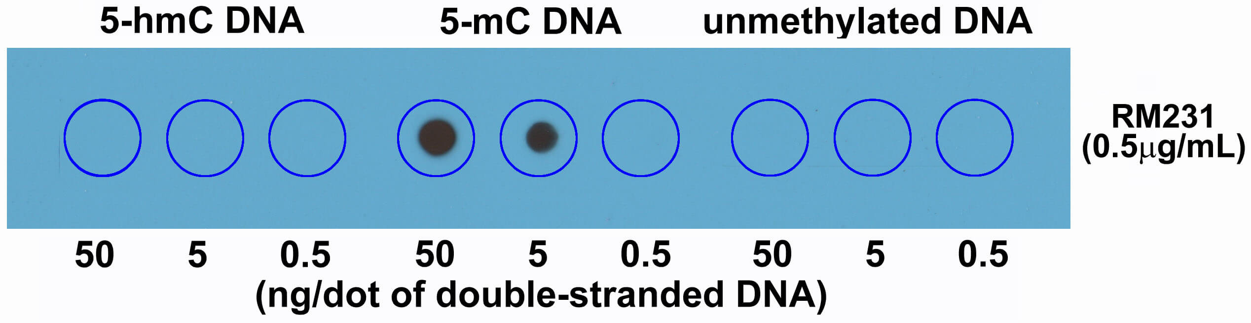 5-Methylcytosine (5-mC) antibody (rAb) - United Bio Research 5-Methylcytosine (5-mC) antibody (rAb) - United Bio Research