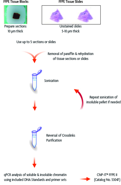 Chip It® Ffpe Kit Chip Seq In Formalin Fixed Paraffin Embedded Tissue